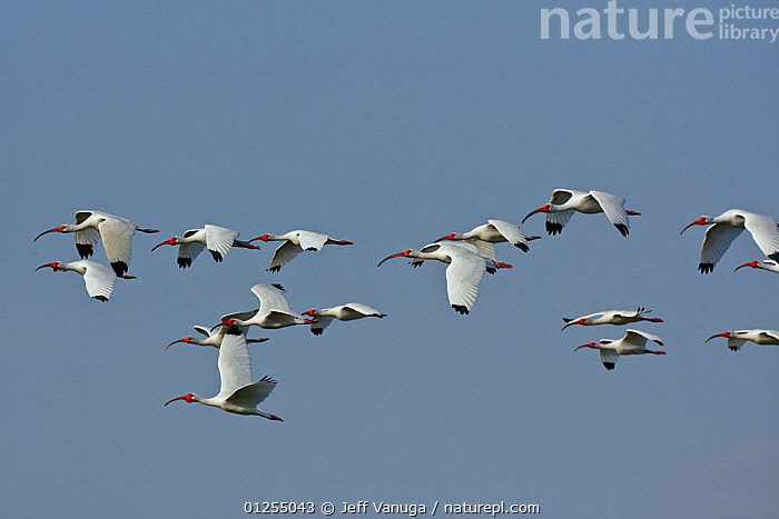 Stock photo of White ibis (Eudocimus albus) flock in flight, Alafia ...