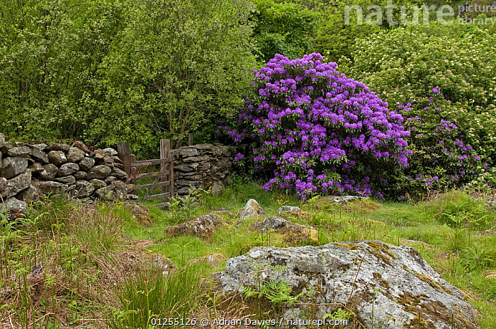 Stock photo of Naturalized Rhododendron {Rhododendron ponticum} growing ...