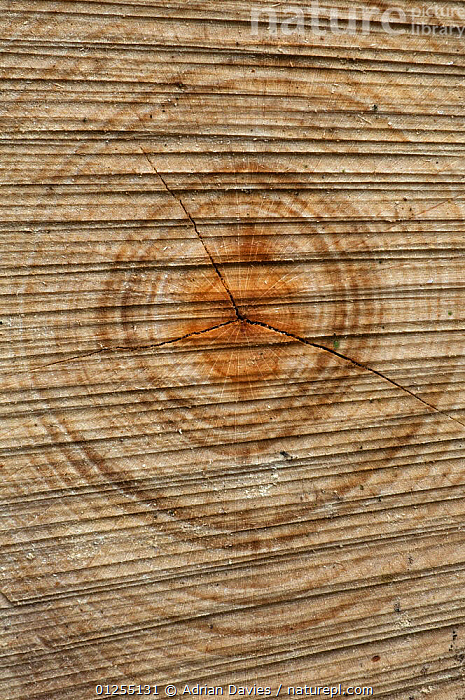 Stock photo of Tree rings and saw marks in newly cut conifer tree trunk ...