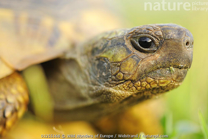Stock photo of Greek tortoise (Testudo graeca ibera) head portrait ...