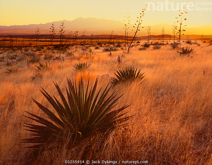 Stock photo of Flowering Agave (Agave palmeri) plants growing in ...