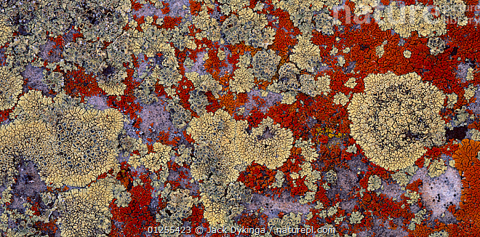 Stock photo of Lichen covered rocks at Marble Viewpoint, Kaibab ...