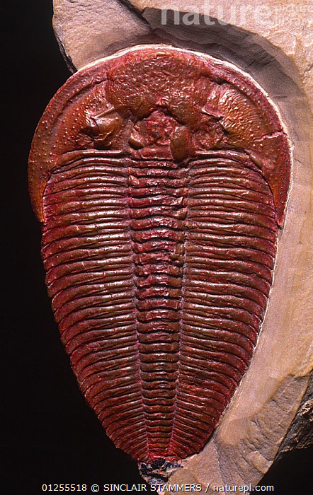 Stock photo of Mid Cambrian Trilobite (Altiocculus harrisi) Upper ...