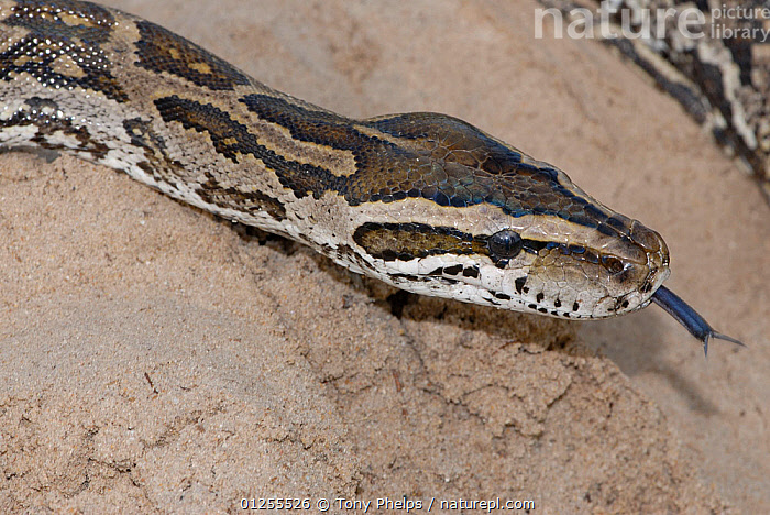 Stock photo of African rock python (Python natalensis) with tongue ...
