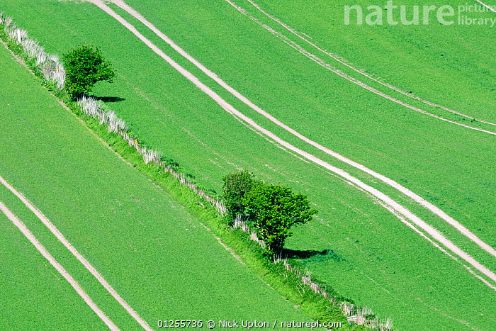 Stock photo of Aerial view of young arable crop sprouting in neat ...