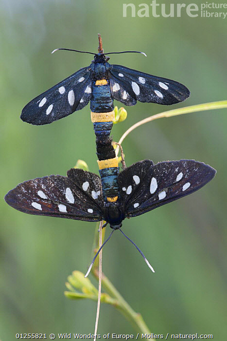 Stock photo of Nine-spotted moth (Amata / Syntomis phegea) pair mating ...