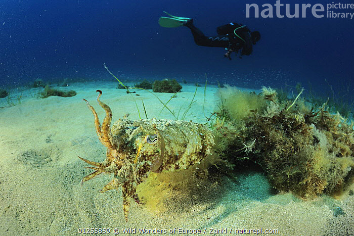 Stock photo of Common cuttlefish (Sepia officinalis) with diver ...