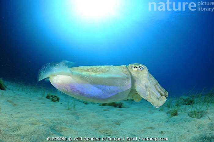 Stock photo of Common cuttlefish (Sepia officinalis) profile, Malta ...