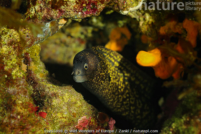 Stock photo of Mediterranean moray eel (Muraena helena) Malta ...