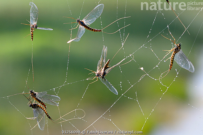 Stock photo of Mayflies (Ecdyonurus venosus) caught in a spiders web ...
