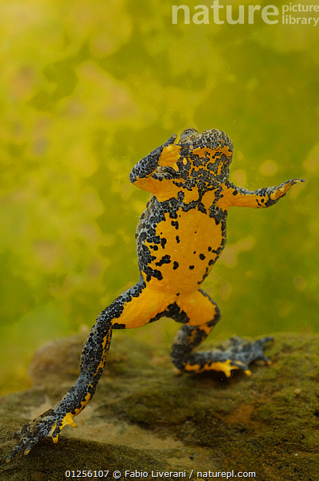 Stock photo of Apennine yellow-bellied toad (Bombina pachypus) showing ...
