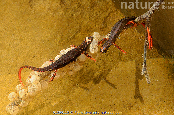 Stock photo of Two Spectacled salamanders (Salamandrina terdigitata) by ...