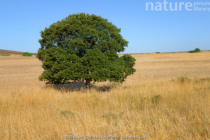 Stock photo of Macedonian oak tree (Quercus trojana) Matera, Basilicata ...