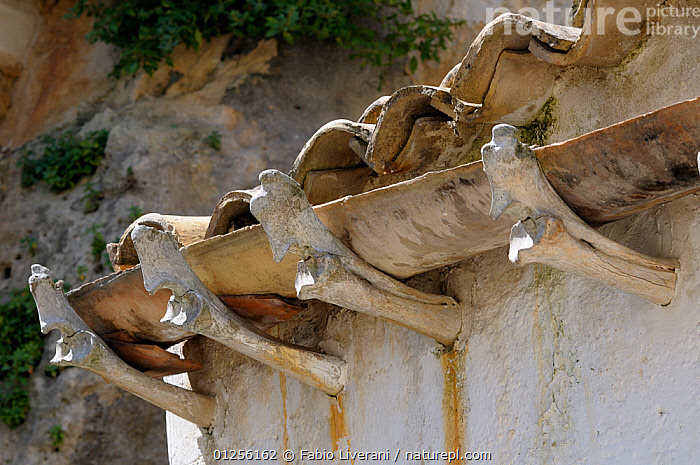 Stock photo of Bones used to hold up gutter, Matera, Basilicata ...