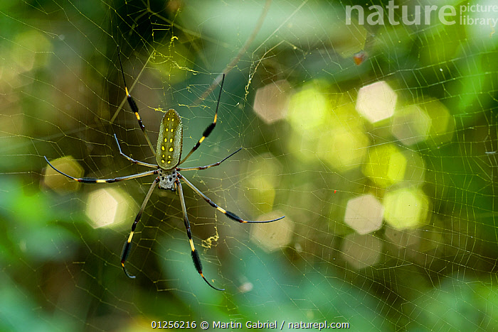 Stock photo of Golden silk spider (Nephila clavipes) female on its ...