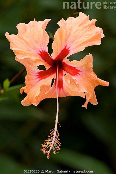 Stock photo of Chinese hibiscus (Hibiscus rosa-sinensis) flower ...