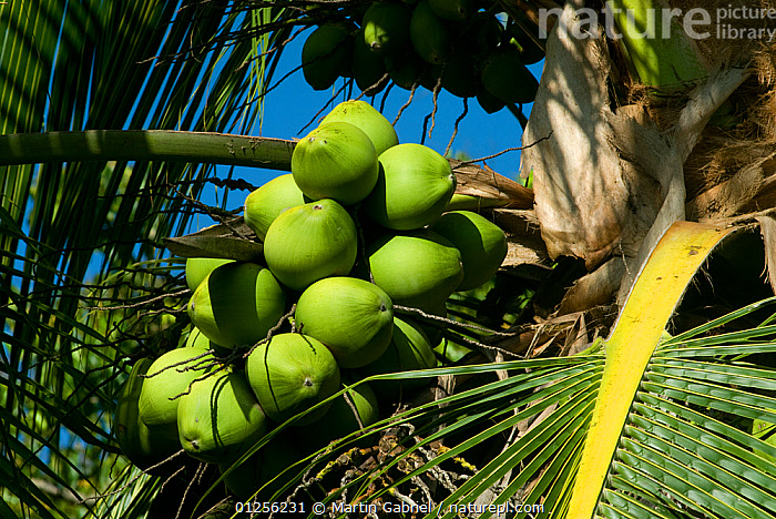 Stock photo of Coconuts on Coconut plam tree (Cocos nucifera) Osa ...