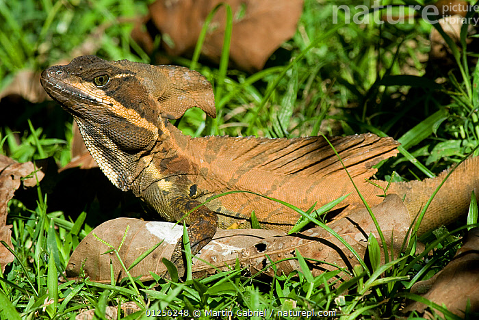 Stock photo of Common basilisk (Basiliscus basiliscus) Osa Peninsula ...
