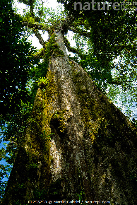 Tree Of Peace Costa Rica Profile For Peace With Nature In Costa Rica