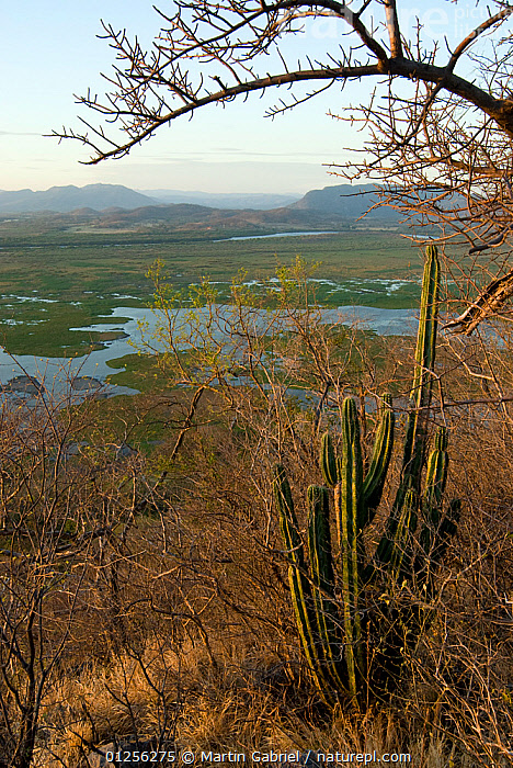Stock photo of Swamps of the Rio Tempisque contrasting with dry forest ...