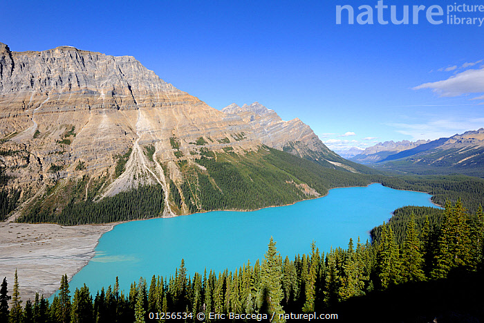 Stock photo of Peyto Lake showing silt deposition from glacier, Banff ...