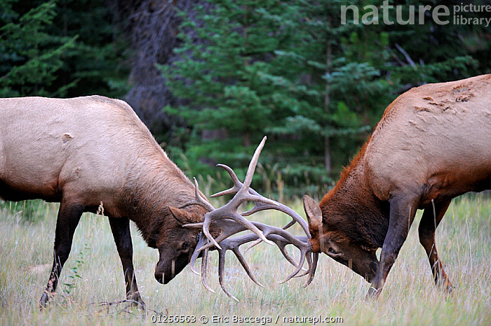 Stock photo of Two bull Elk (Cervus canadensis) sparing in the mating ...
