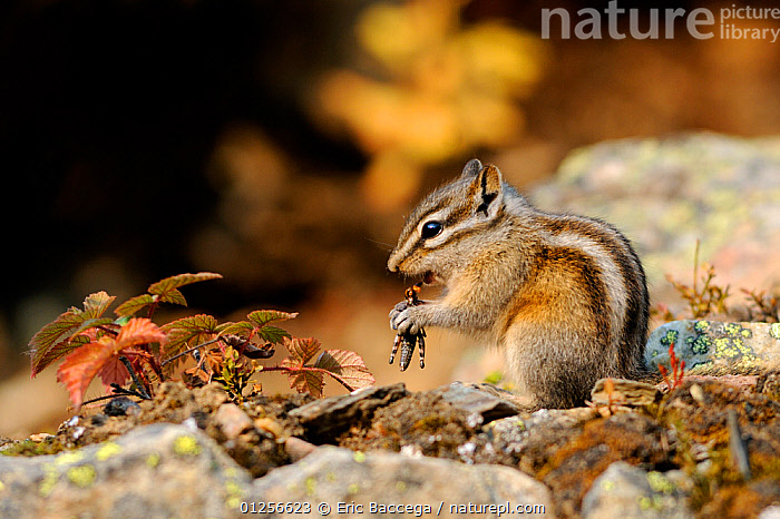 Stock photo of Least chipmunk feeding (Tamias minimus) on orthopteran ...