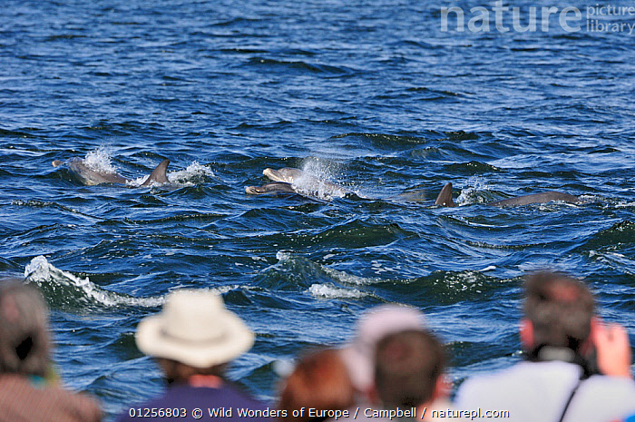 Stock photo of Rear view of visitors and local people watching ...