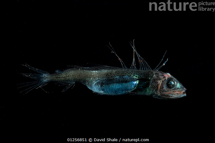 Stock photo of Lancetfish {Alepisaurus brevirostris} from Mid-Atlantic ...