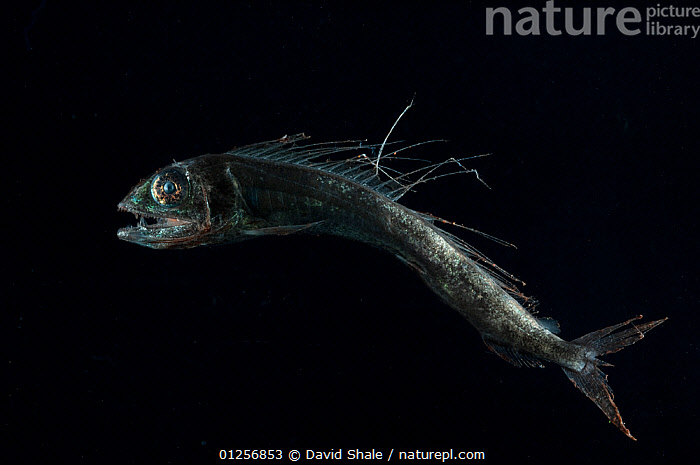 Stock photo of Lancetfish {Alepisaurus brevirostris} from Mid-Atlantic ...