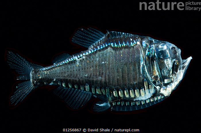 Stock photo of Greater silver hatchet fish (Argyropelecus gigas) Mid ...