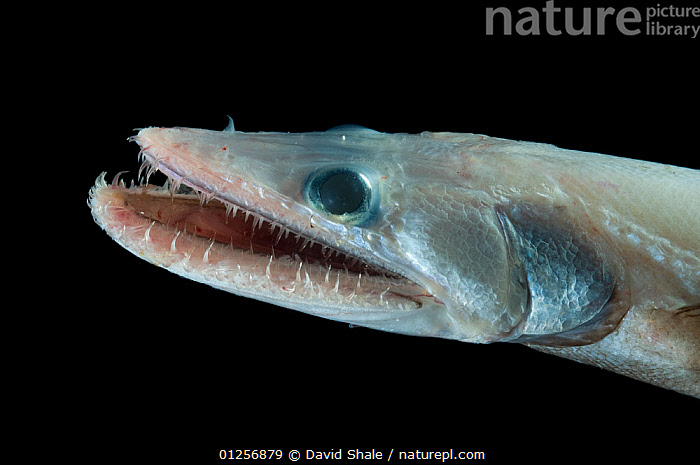 Stock photo of Lizard fish (Bathysaurus ferox) head portrait, from ...