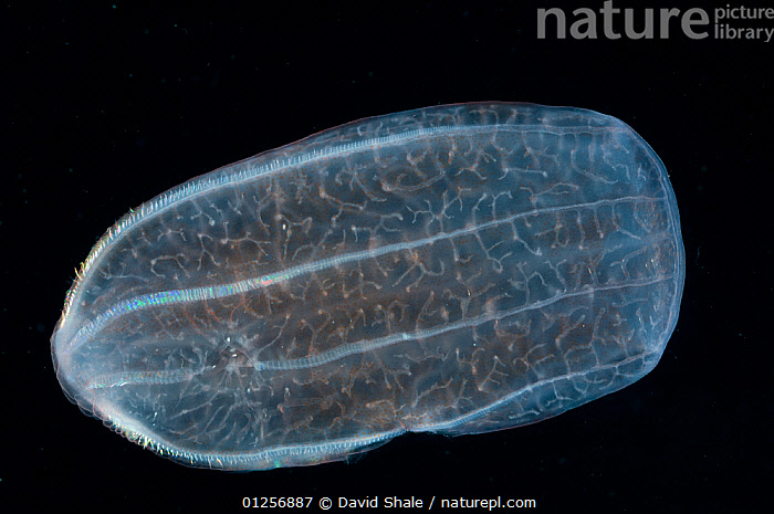 Stock photo of Comb jelly (Beroe sp) Mid-Atlantic Ridge, North Atlantic ...