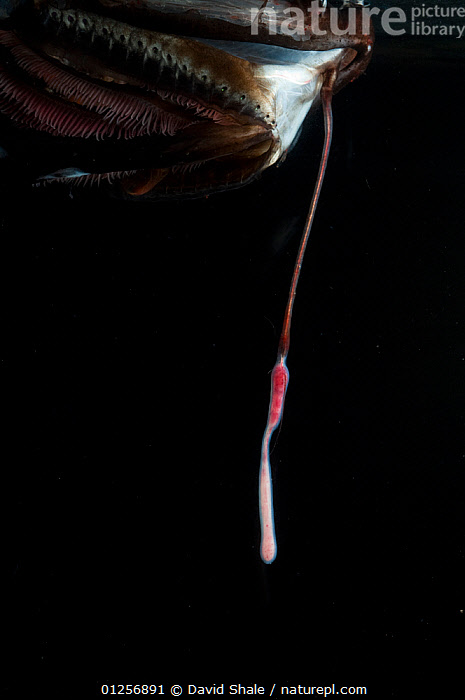 Stock photo of Close up of snare / barbel of deepsea fish {Borostomias ...