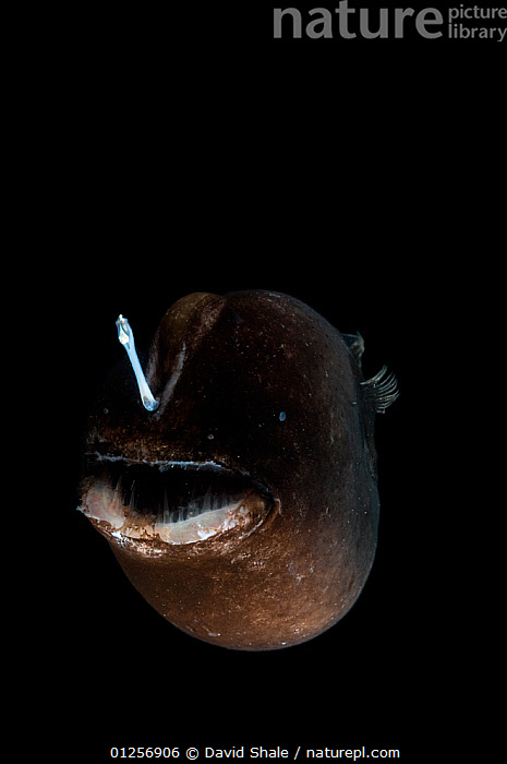 Stock photo of Angler fish {Chaenophryne draco} with lure, Mid-Atlantic ...