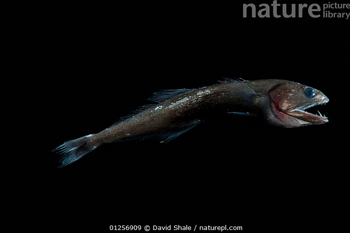 Stock photo of Deepsea fish {Chiasmodon niger} Mid-Atlantic Ridge ...