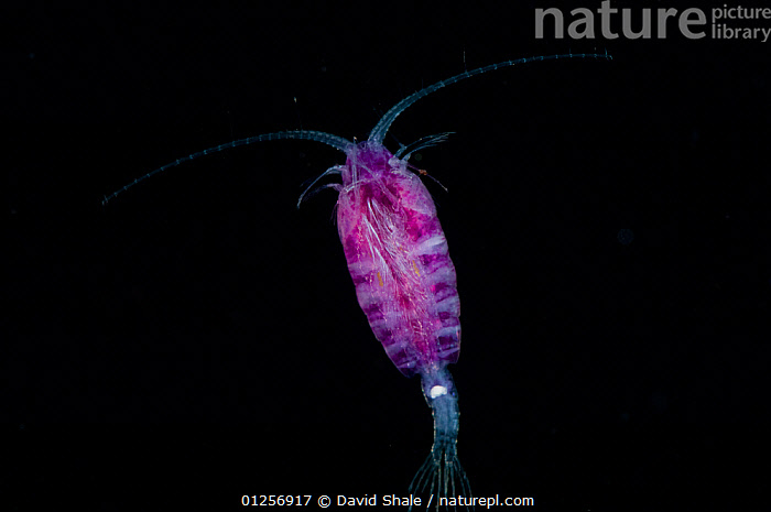 Stock photo of Deepsea copepod at 0-159m, Mid-Atlantic Ridge, North ...