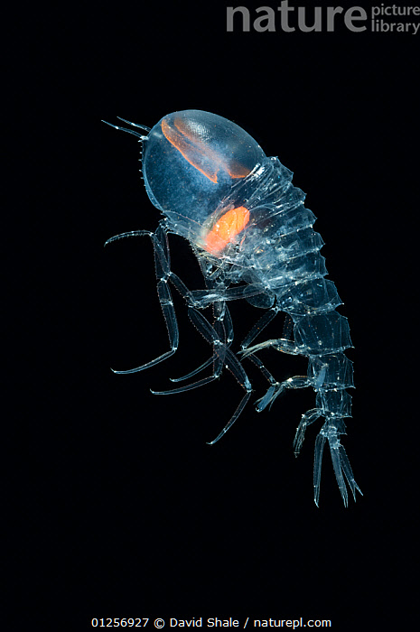 Stock photo of Deepsea Amphipod {Cystisoma sp} from between 530-750m ...