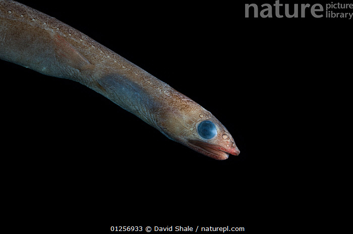 Stock photo of Deepsea Narrow-necked oceanic eel {Derichthys ...