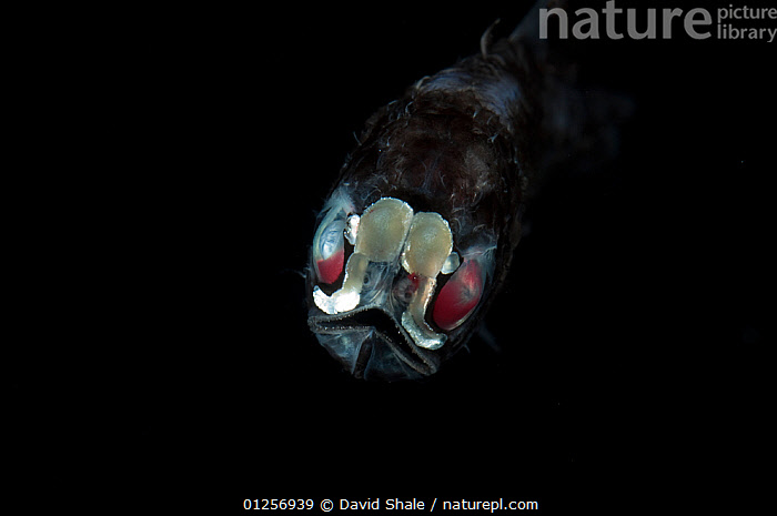 Stock photo of Head-on view of Spothead lanternfish {Diaphus ...