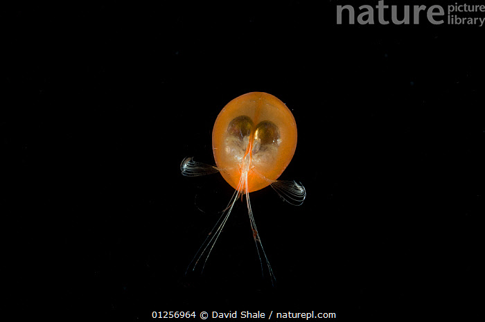 Gigantocypris 0138167 DWR | Blue Planet Archive