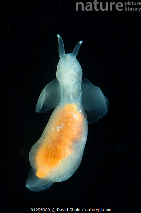 Stock photo of Gymnosome Pteropod mollusc, Sea butterfly, Mid-Atlantic ...