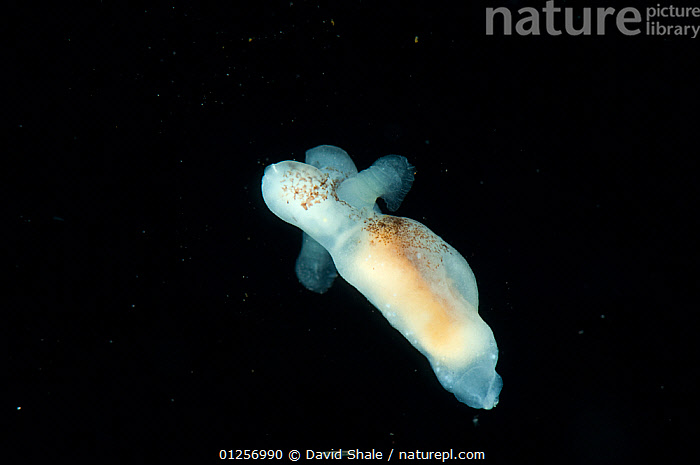 Stock photo of Gymnosome Pteropod mollusc, Sea butterfly, Mid-Atlantic ...