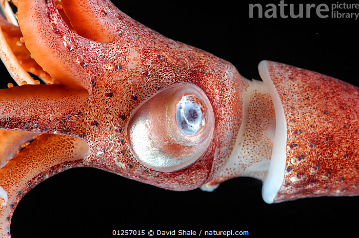 Stock photo of Close-up of Deepsea squid (Histioteuthis sp) showing eye ...