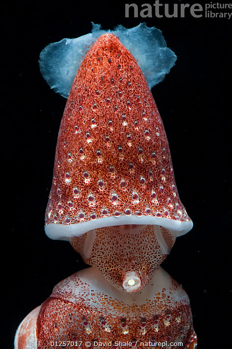 Stock photo of Deepsea squid (Histioteuthis sp) showing funnel, from ...