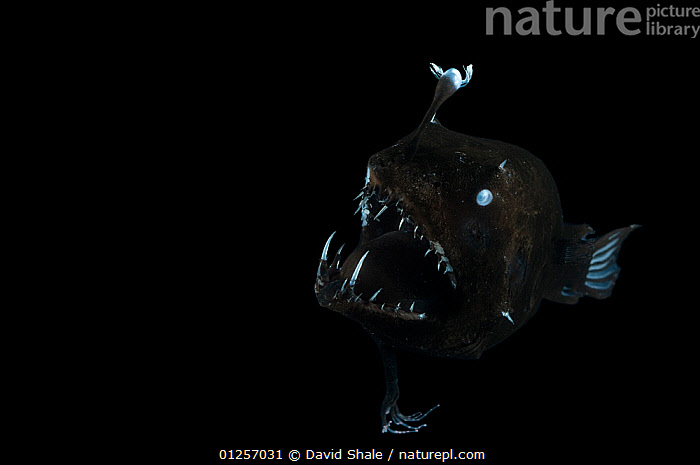 Stock photo of Angler fish {Linophryne sp} from the Mid-Atlantic Ridge ...
