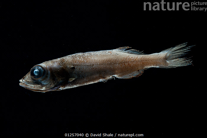 Stock photo of Platytochtid fish {Maulisia microlepis} Mid-Atlantic ...