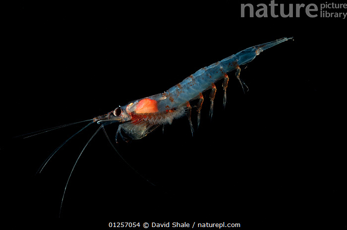 Stock photo of Northern krill {Meganyctiphanes sp), Mid-Atlantic Ridge ...