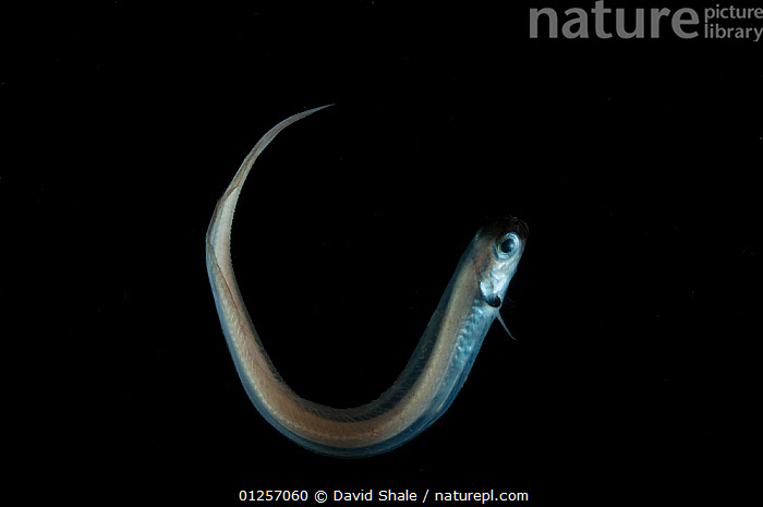 Stock photo of Eel Pout {Melanostigma atlanticum} from 655 - 1358m, Mid ...