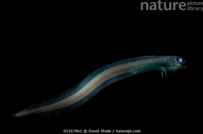 Stock photo of Eel Pout {Melanostigma atlanticum} from 655 - 1358m, Mid ...